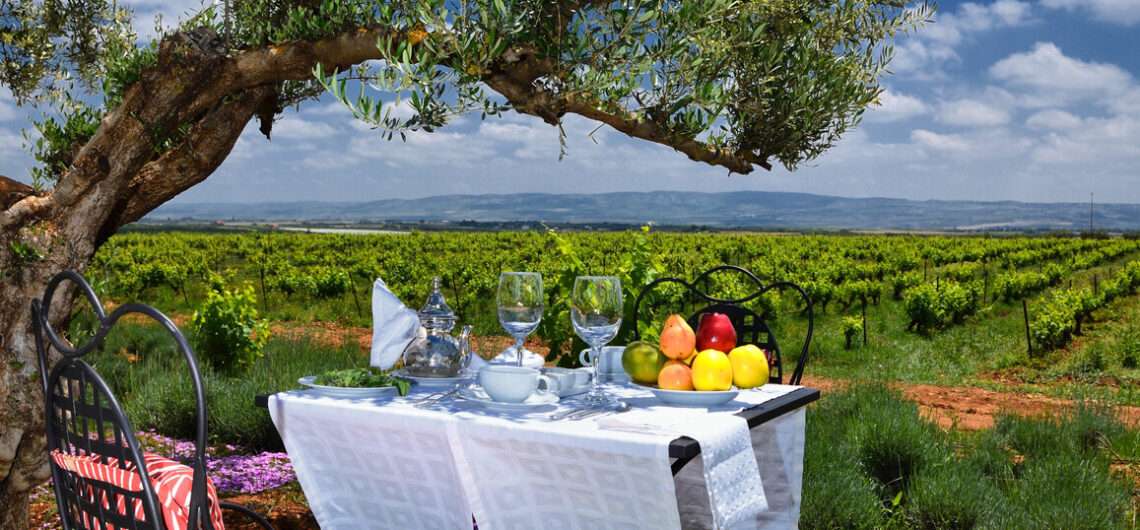 Viticulture in Morocco | Colored Morocco Tours & Travel